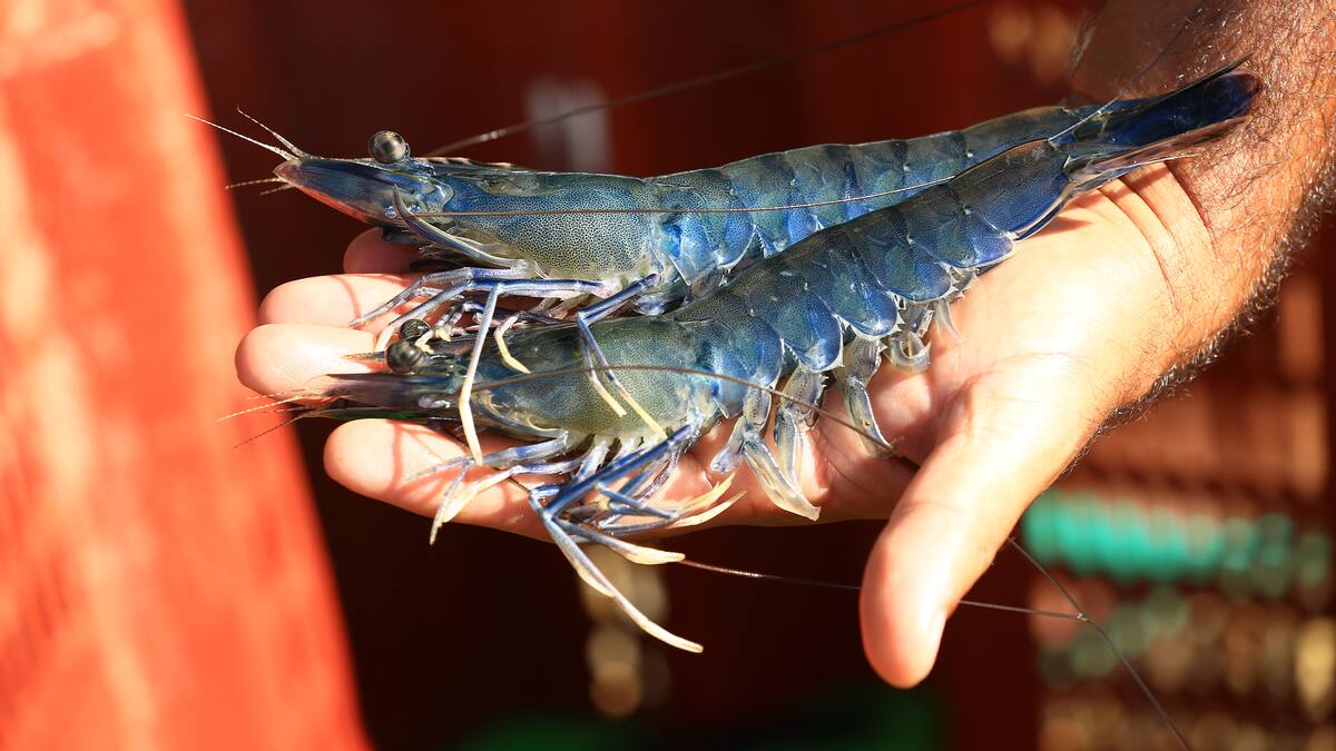 Obsiblue - die blaue Beauty von Bianchi | GaultMillau