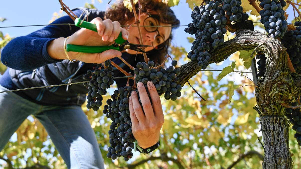 Annie Rossi und die Magie von «Grillette» | GaultMillau