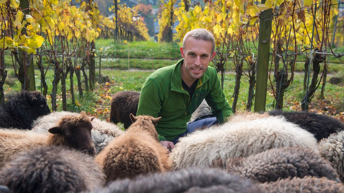 Winzer Michael Burkhart aus Weinfelden hat den Weisswein im Visier ...