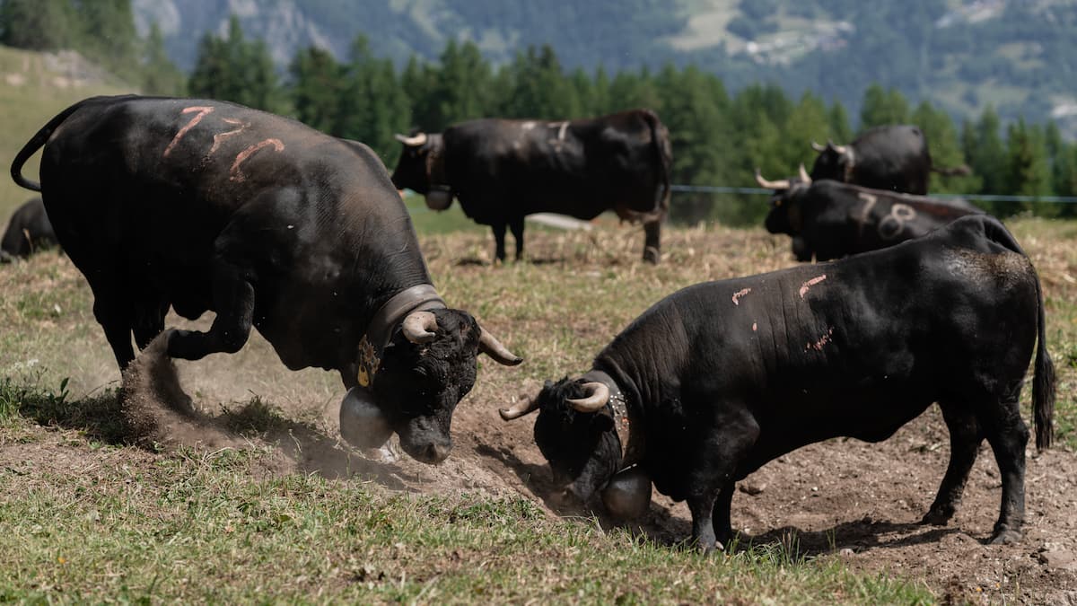 Eringer Rinder im Wallis: Zwischen Tradition und Delikatesse | GaultMillau