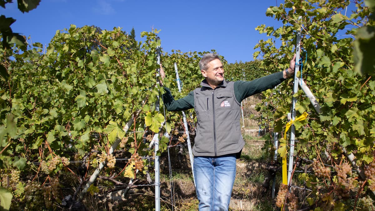 Avec dix chasselas, l'Union Vinicole de Cully promet de grands vins ...