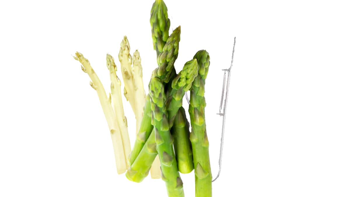 Spargeln! Vom Feld bis zum Teller | GaultMillau